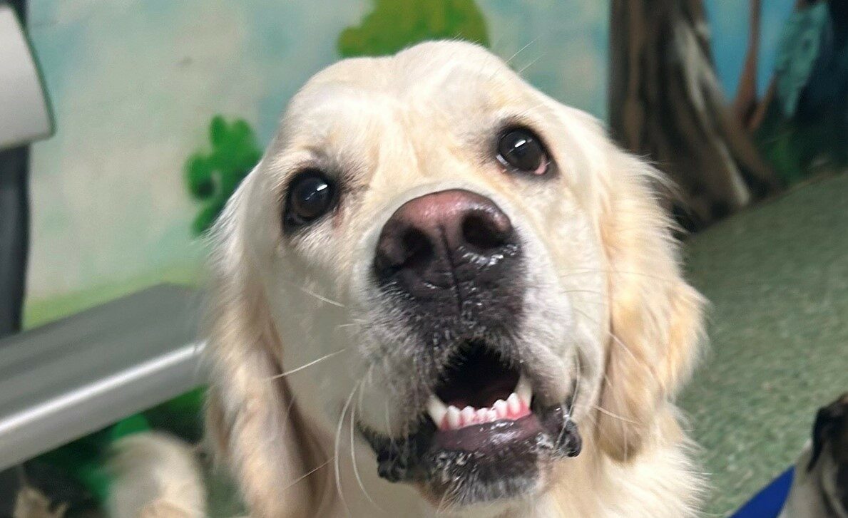 Celebrating the Indigenous Connection: Dogs in Aboriginal Culture ...