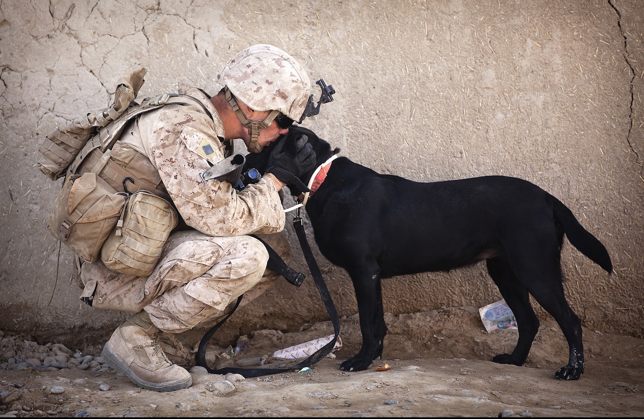 The Role of Dogs in the ANZACs: A Look at Their Contributions During ...