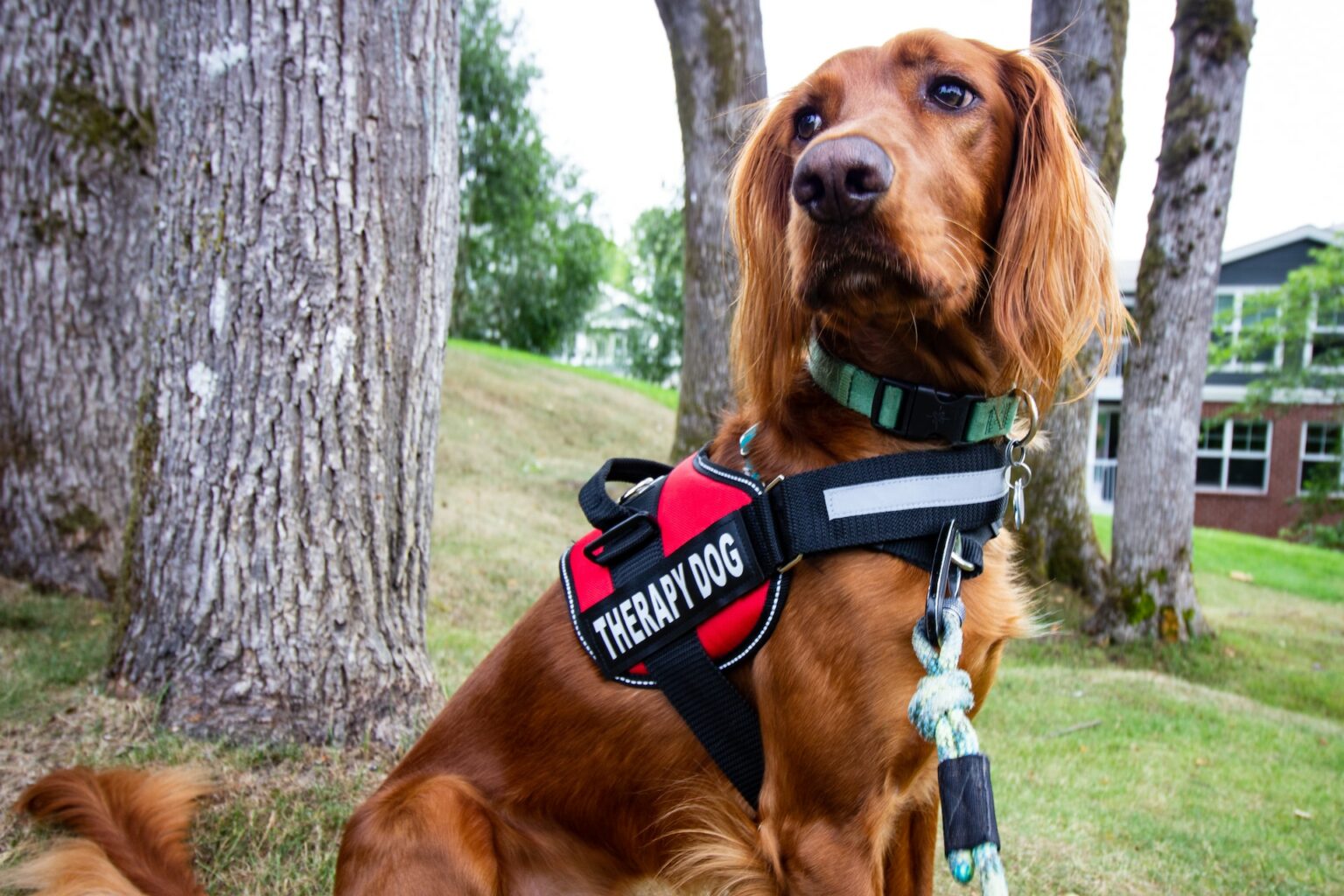 The Role of Dogs in the ANZACs: A Look at Their Contributions During ...