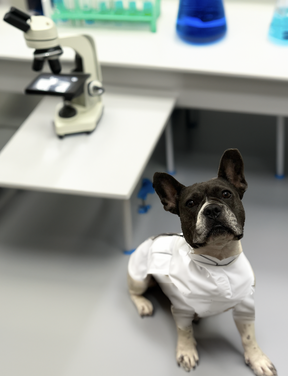 How to Trace Your Dog’s Ancestry and What It Means for Your Pup