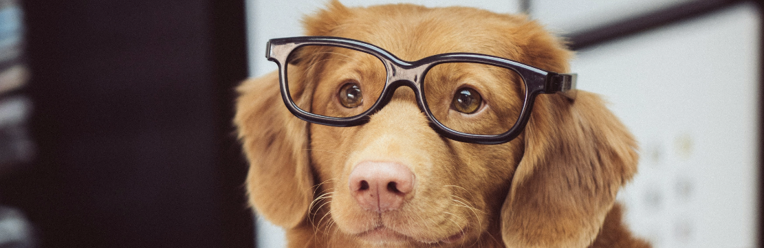 Canine Cognition: How Smart is Your Dog Really? - Paddington Pups