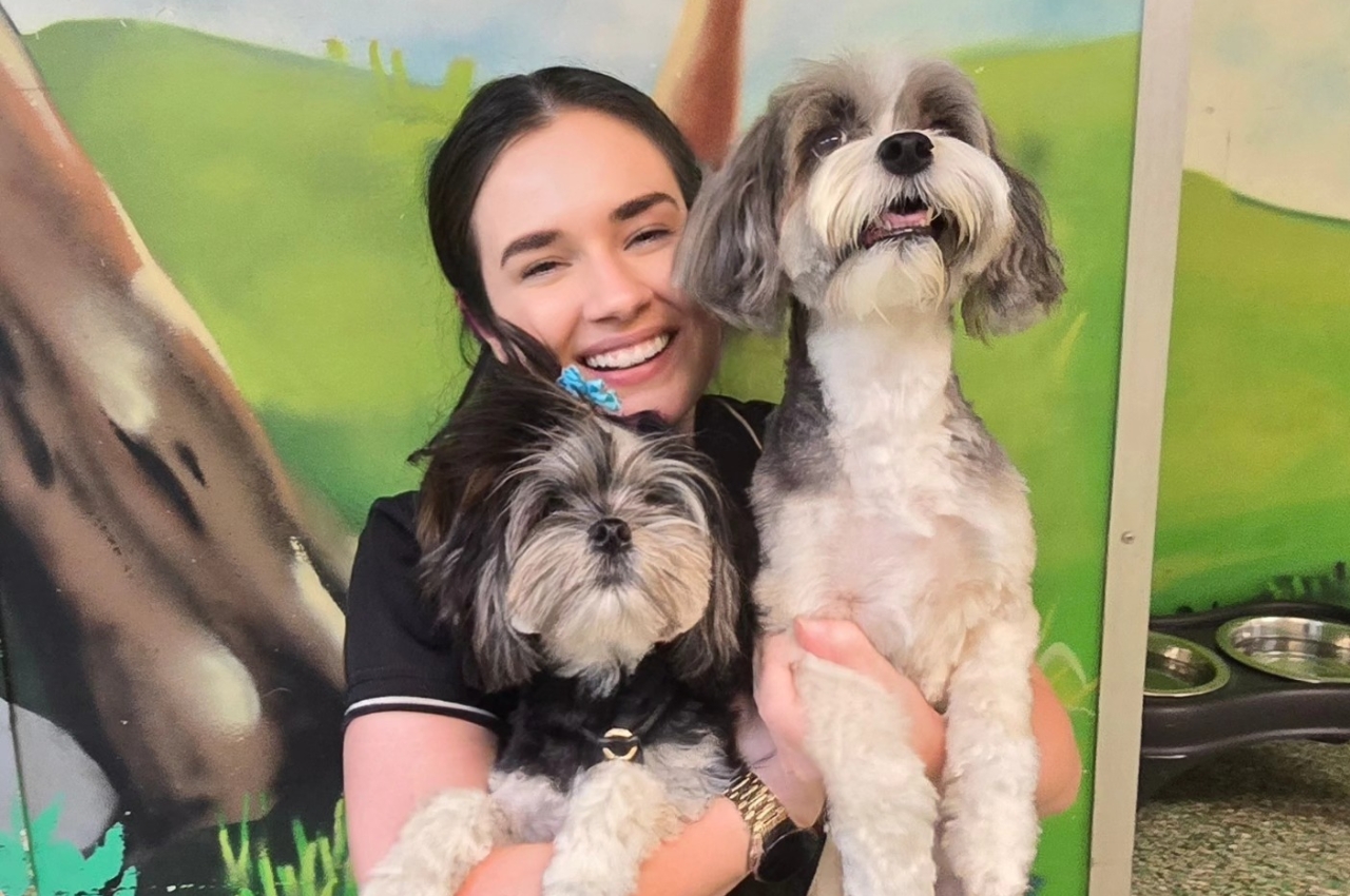 Discover How to Find a Reliable Dog Groomer in Queensland - Paddington Pups