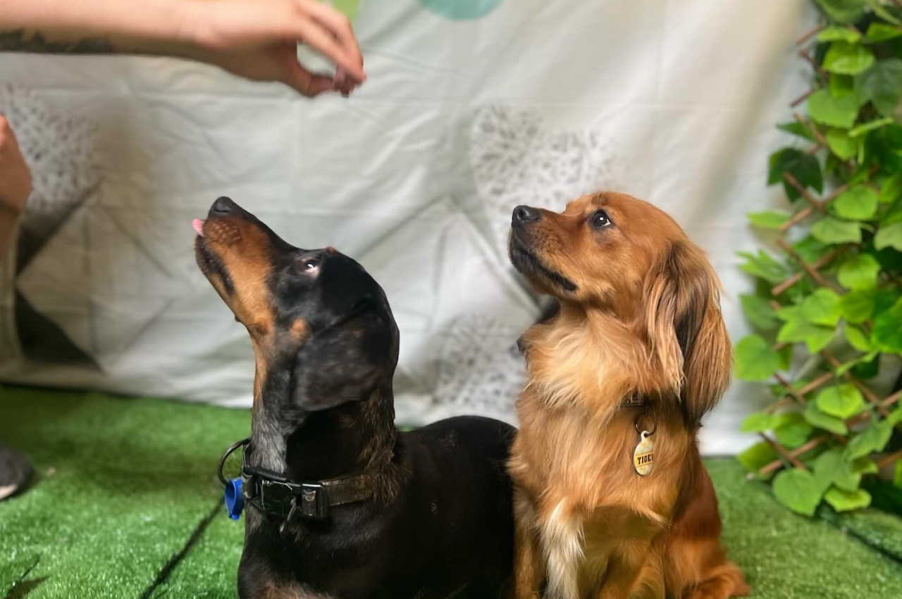 Why Supervised Play at Dog Daycare Is Better Than Dog Park Play ...
