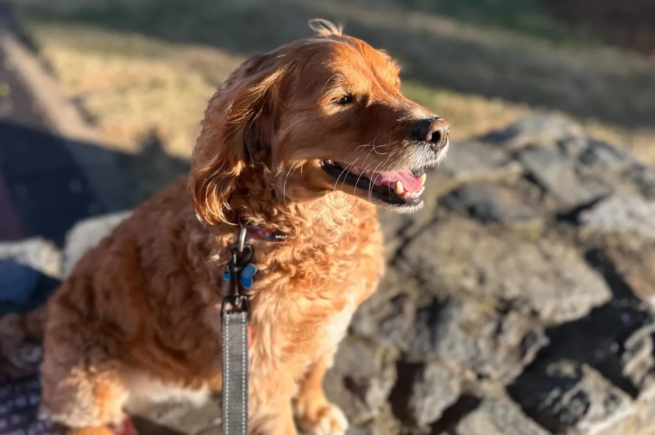 Cut Your Dog's Grooming Time in Half: A Brisbane Owner's Guide ...